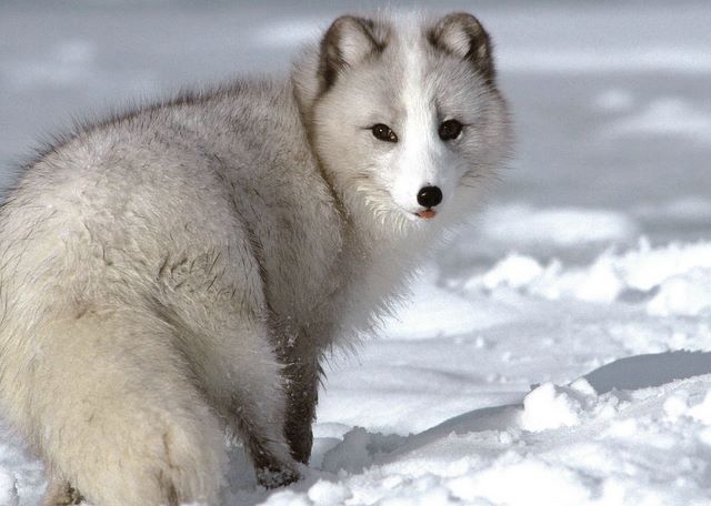 Vulpea polara » Galeria Foto EcoMagazin