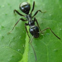 Doua specii de furnici invadeaza Europa – EcoMagazin.ro