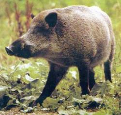 Un barbat era sa plateasca cu viata pentru un porc mistret – EcoMagazin.ro