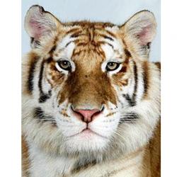 Cei mai rari tigri de pe planeta, adunati cu totii intr-un centru ...