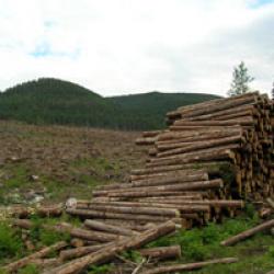 Defrisarea padurilor amazoniene – EcoMagazin.ro