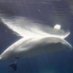 Un pui de balena alba s-a nascut in Acvariul din Vancouver, Canada ...