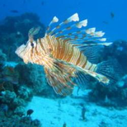 Pestele-leu, noul pericol din Atlantic – EcoMagazin.ro