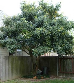 Prunul din curte… | EcoMagazin.ro