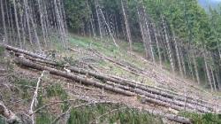 WWF: Defrisarea padurilor si poluarea sunt principalele probleme de ...