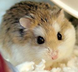 Ce trebuie sa stiti daca vreti un hamster pitic rusesc – EcoMagazin.ro
