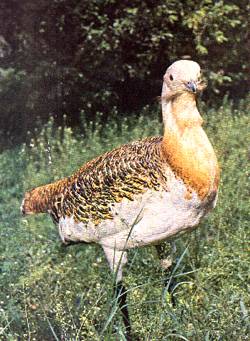 Dropia este protejata in vestul tarii | EcoMagazin.ro