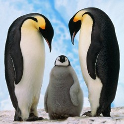 „Adopta” un pinguin din schimbarea climatica | EcoMagazin.ro