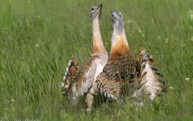 Comoara disparuta a Romaniei: dropia | EcoMagazin.ro
