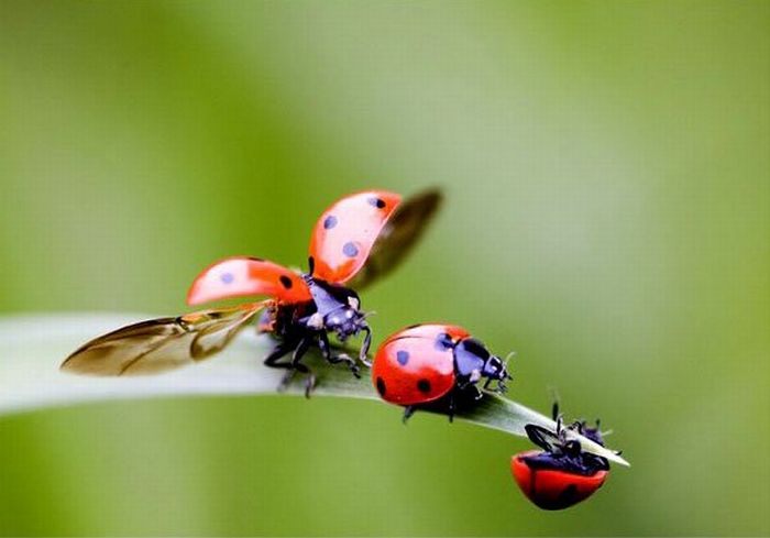 Buburuzele sunt adevarate campioane in lumea insectelor | EcoMagazin.ro