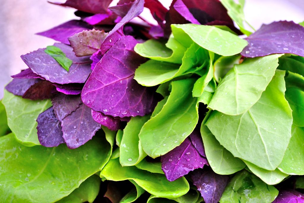 Loboda, planta cu puternice proprietati detoxifiante | EcoMagazin.ro