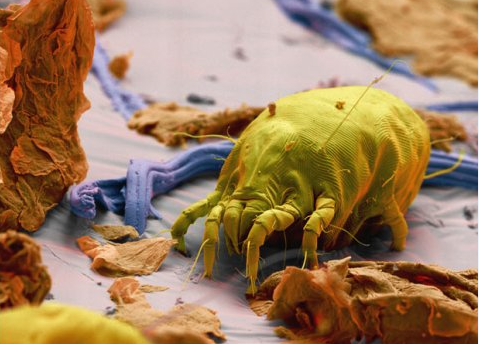 Ghepardul nu mai este cel mai rapid animal din lume; a fost deposedat ...