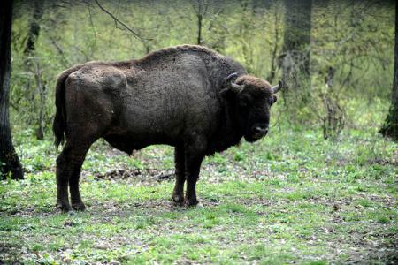 Un zimbru din Romania a fost inclus in ce mai mare proiet european de ...