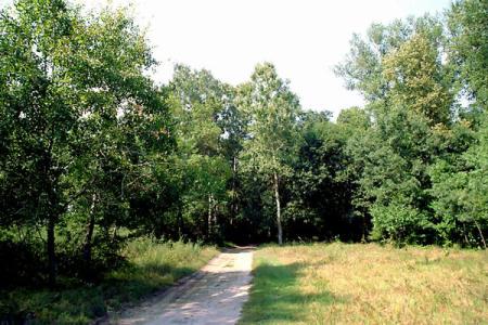 Padurea Letea, deschisa turistilor | EcoMagazin.ro