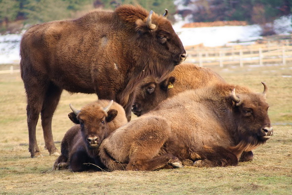 Rezervatia de zimbri de la Vama Buzaului se va extinde la 80 de hectare ...