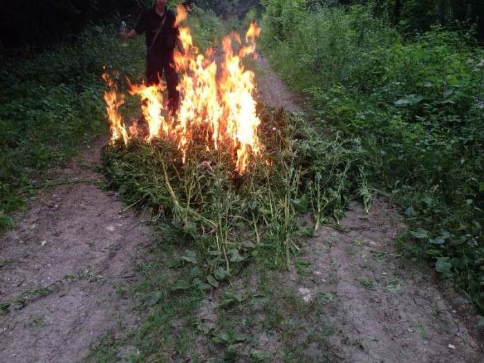 Plantatiile de canepa din Padurea Domneasca au fost lichidate ...