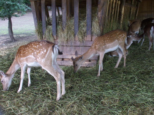 Pui de caprioare la Microrezervatia din Constanta | EcoMagazin.ro