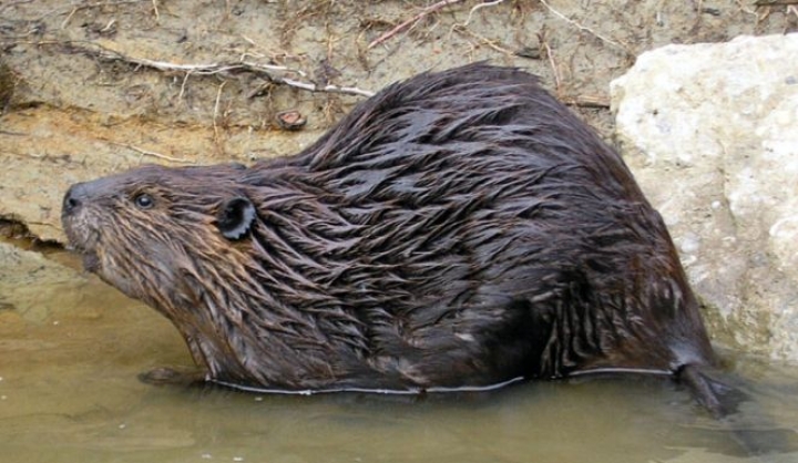 Castorul a revenit in Delta Dunarii, dupa o absenta de 200 ani ...