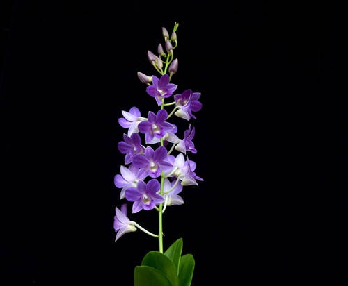 Vezi unde traieste orhideea care ii poarta numele organizatiei UNESCO ...