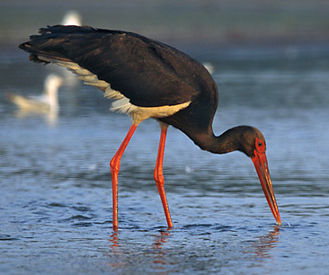 Barza neagra, monitorizata prin GPD | EcoMagazin.ro