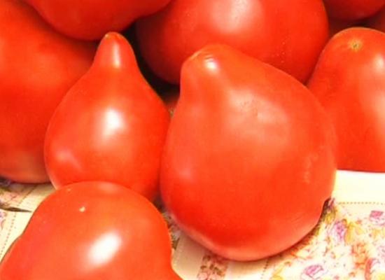 Cercetatorii in legumicultura avertizeaza ca tomatele cu tugui sunt ...