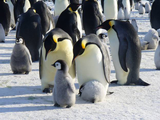 Pinguinii imperiali, amenintati de incalzirea Antarcticii | EcoMagazin.ro