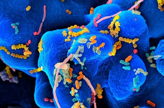 Ultimii supravietuitori de pe Terra vor fi microbii | EcoMagazin.ro