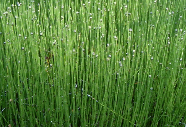 Coada-calului, planta care combate osteoporoza | EcoMagazin.ro