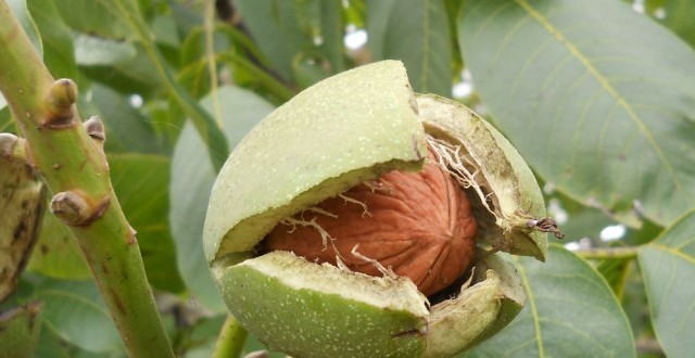 Plantatiile de nuci, o afacere pentru pomicultori rabdatori, cu ...