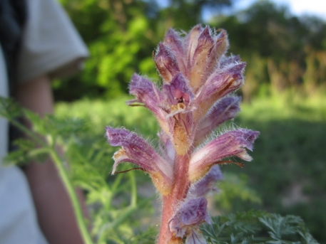 A fost descoperita o noua planta in flora Romaniei | EcoMagazin.ro