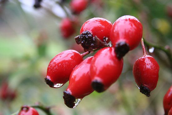 Oltenii exporta 100 tone de macese in Olanda | EcoMagazin.ro