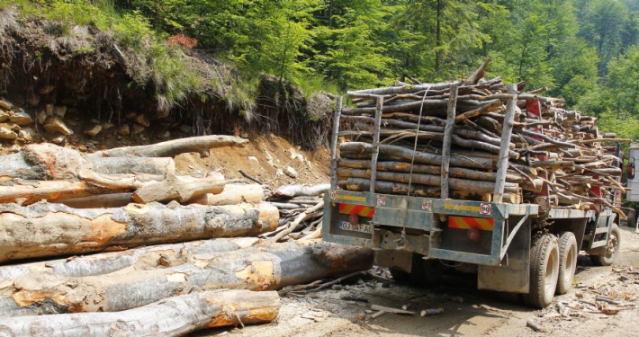 Firmele de exploatare forestiera refuza sa se prezinte la control ...