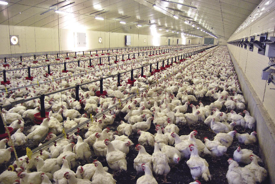 Stresul la gainile crescute in sistem intensiv | EcoMagazin.ro