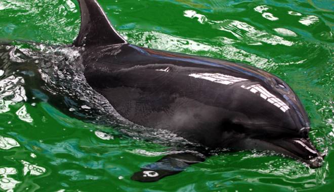 Apel pentru salvarea delfinilor din Marea Neagra | EcoMagazin.ro