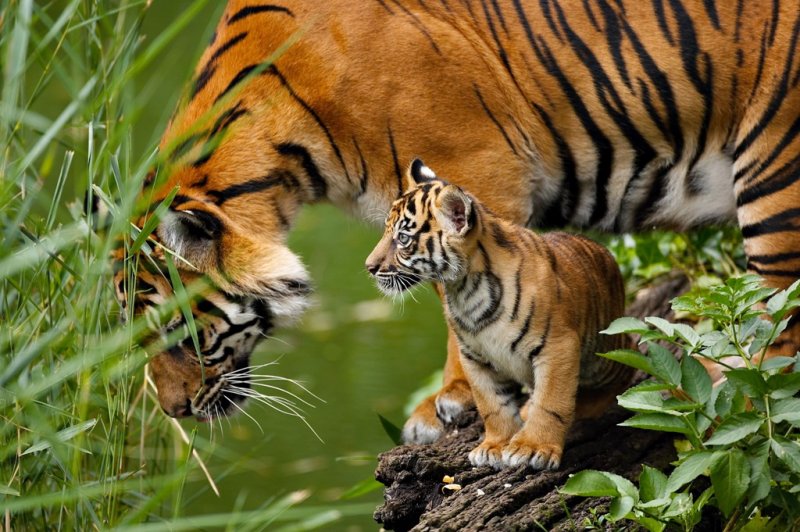 Cati tigri salbatici mai exista in lume? | EcoMagazin.ro