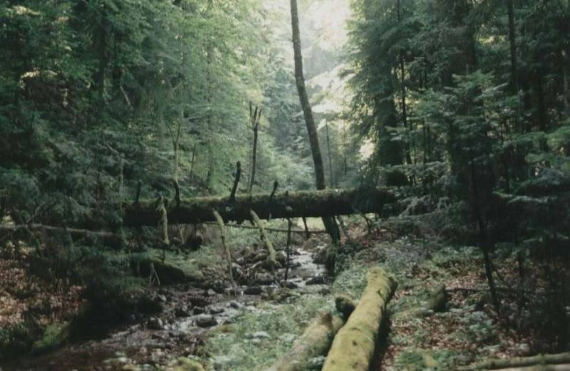 Printul Charles cumpara paduri in Romania. Vrea sa infiinteze un „un ...