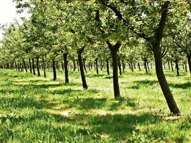 Reteta unui start-up de 100.000 de euro. O livada de 8 hectare, doua ...